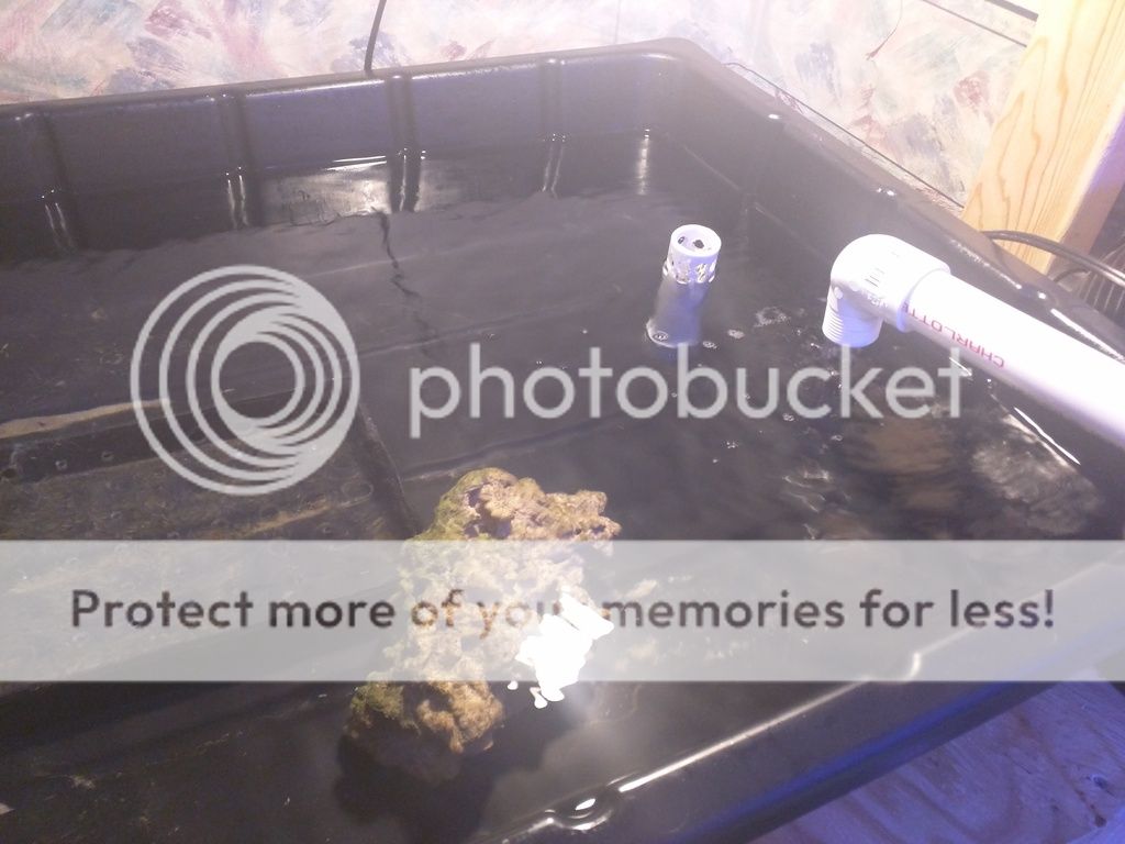 cheap and easy DIY Frag "tank" - Reef Central Online Community