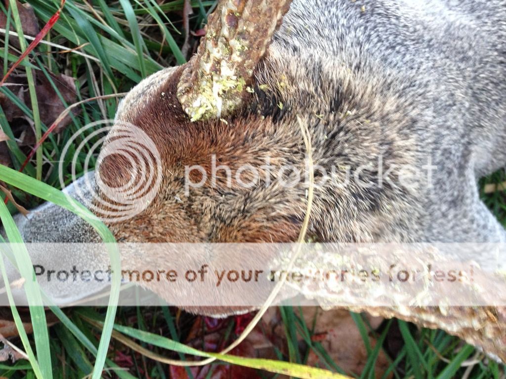 First buck killed on new property - The Hunting Beast